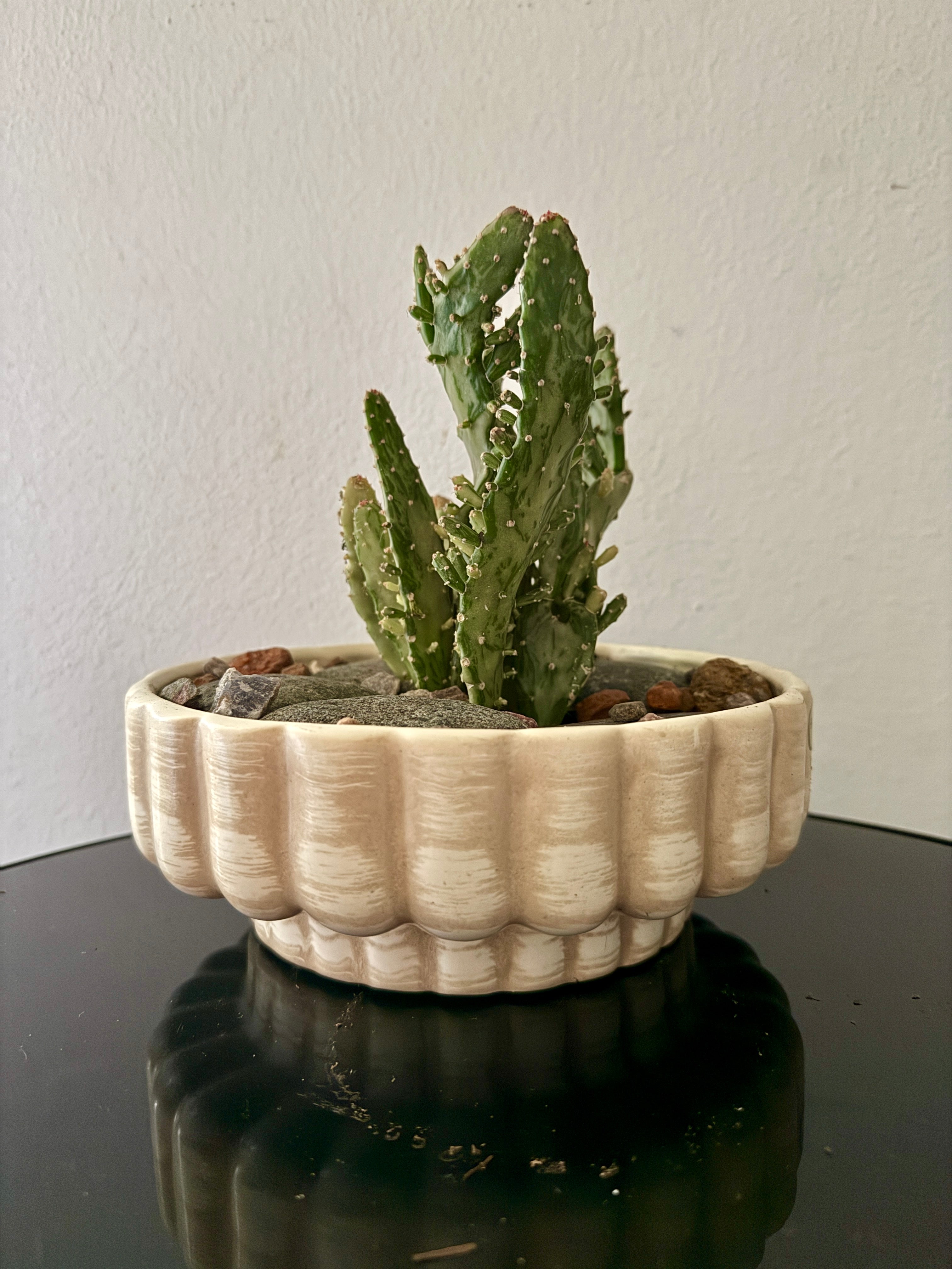 Drooping Prickly Pear Cactus in a Beige Scalloped Pot – Golden Age Design